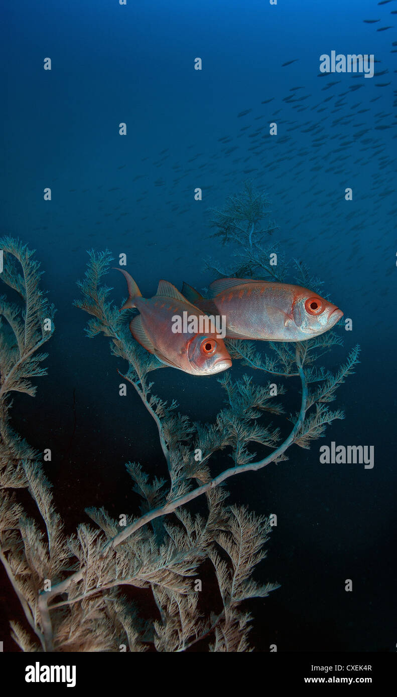 two fish appearing for a perfect underwater portrait Stock Photo - Alamy