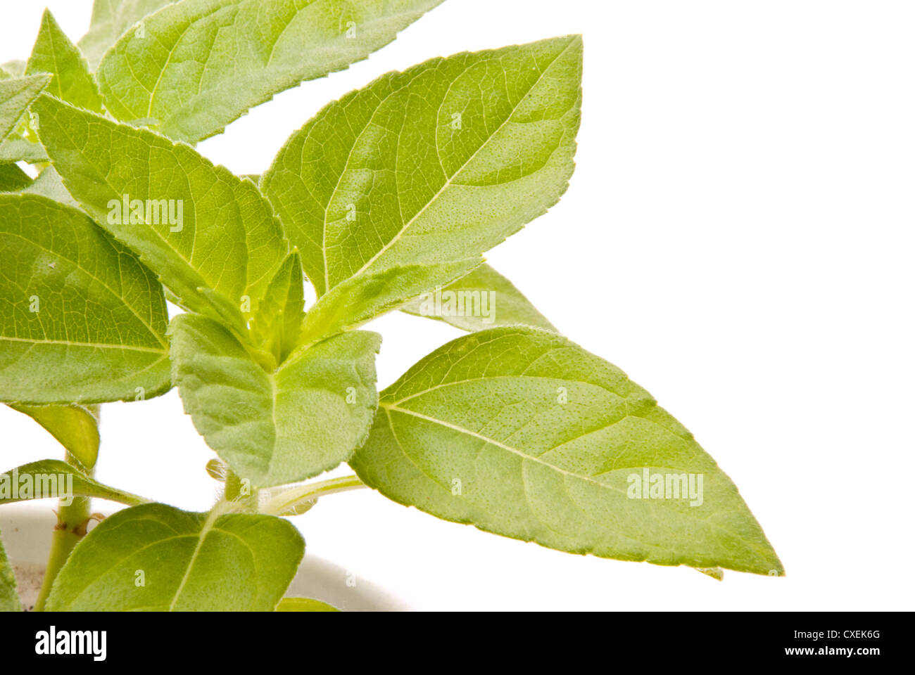 Small Plants on a white background Stock Photo - Alamy