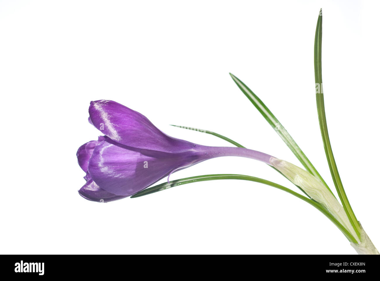 Single white crocus hi-res stock photography and images - Alamy