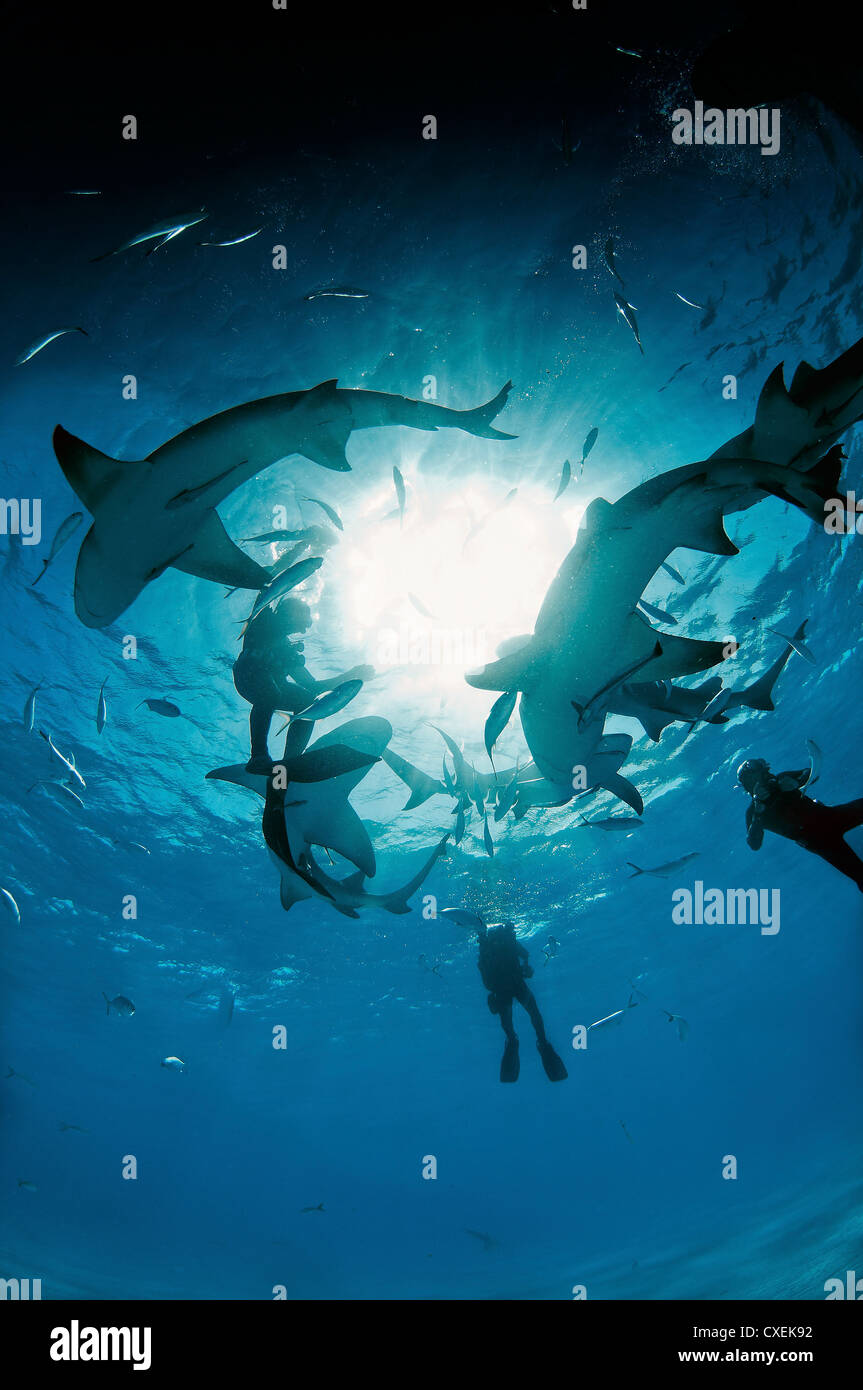 Divers swimming with sharks hi-res stock photography and images - Alamy