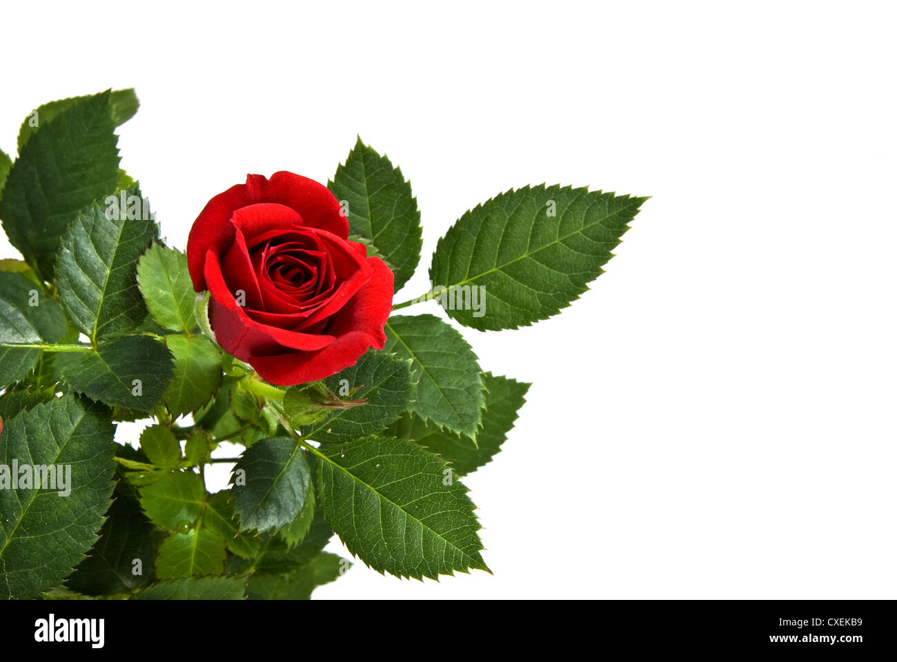 red rose isolated on white Stock Photo - Alamy