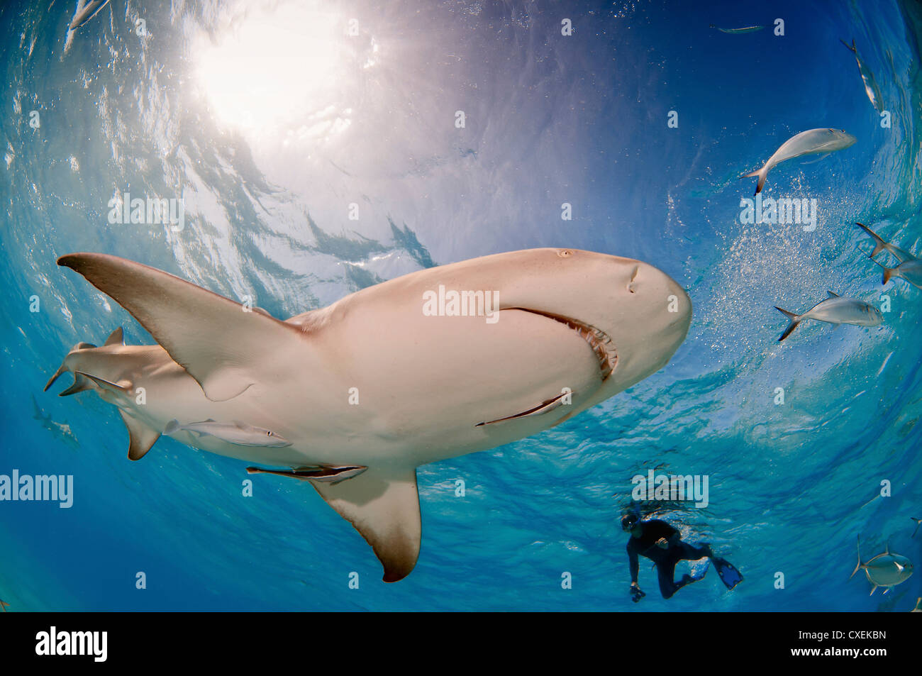 Lemon shark hi-res stock photography and images - Alamy
