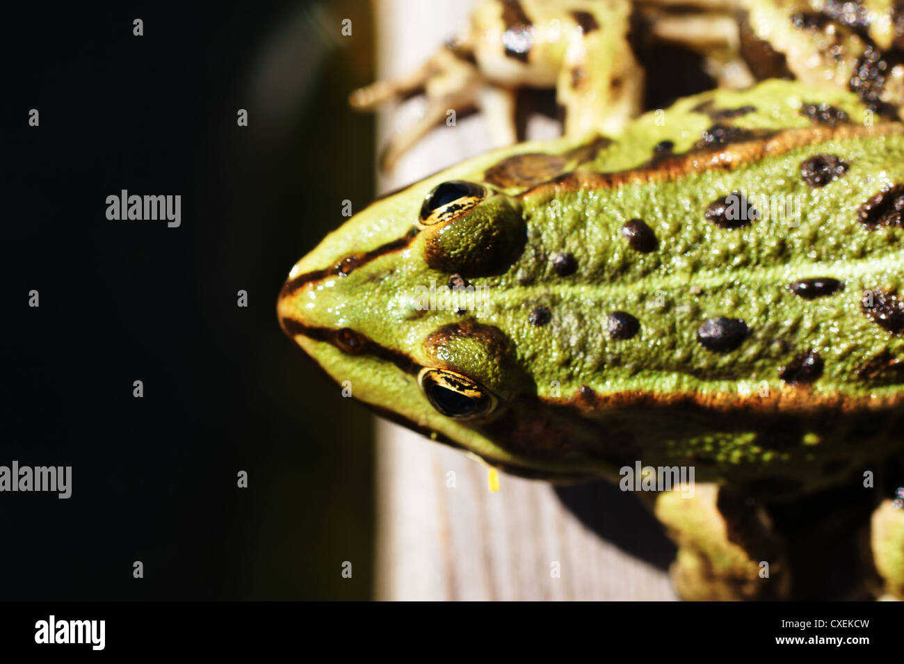 close up of a tree frog Stock Photo - Alamy