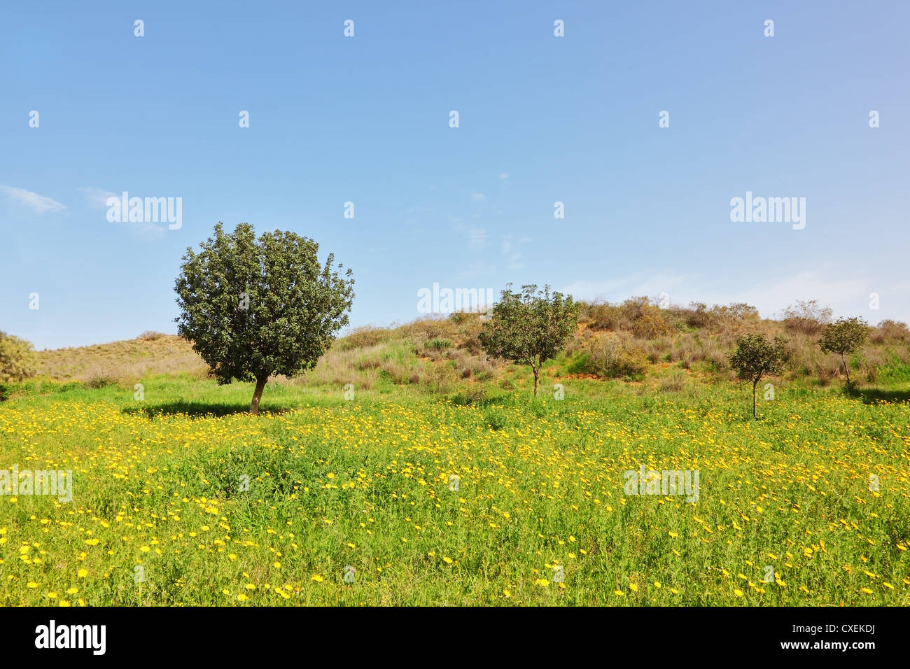 Early spring in southern Israel Stock Photo - Alamy