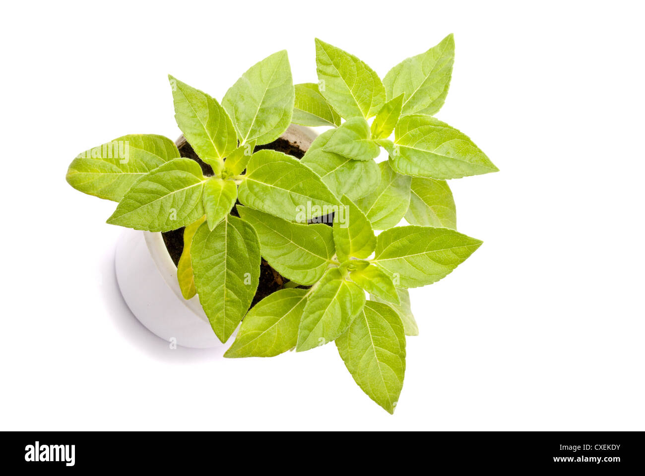 Young plants growing on Cut Out Stock Images & Pictures - Alamy