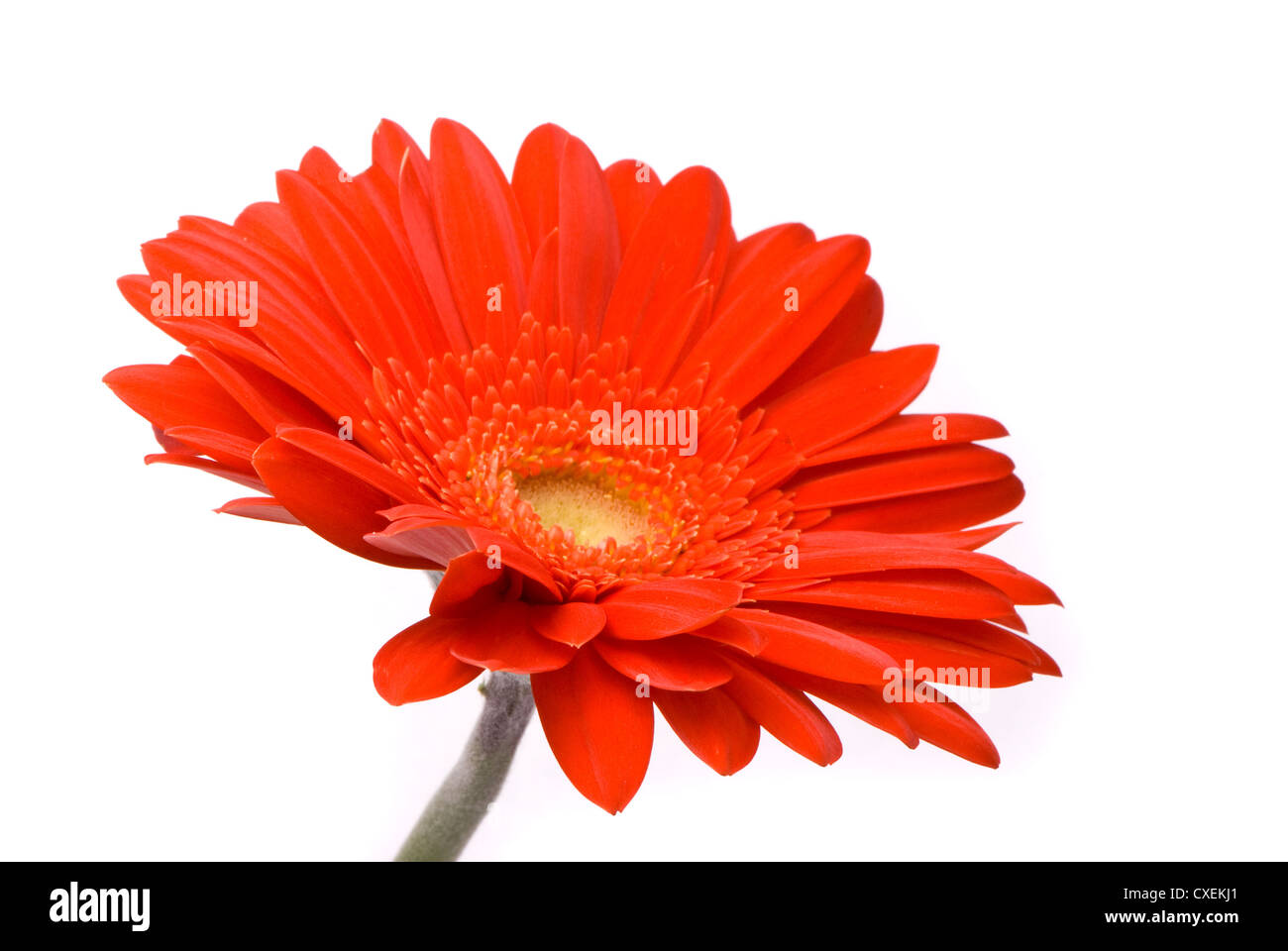 Spring red flower on Cut Out Stock Images & Pictures - Alamy