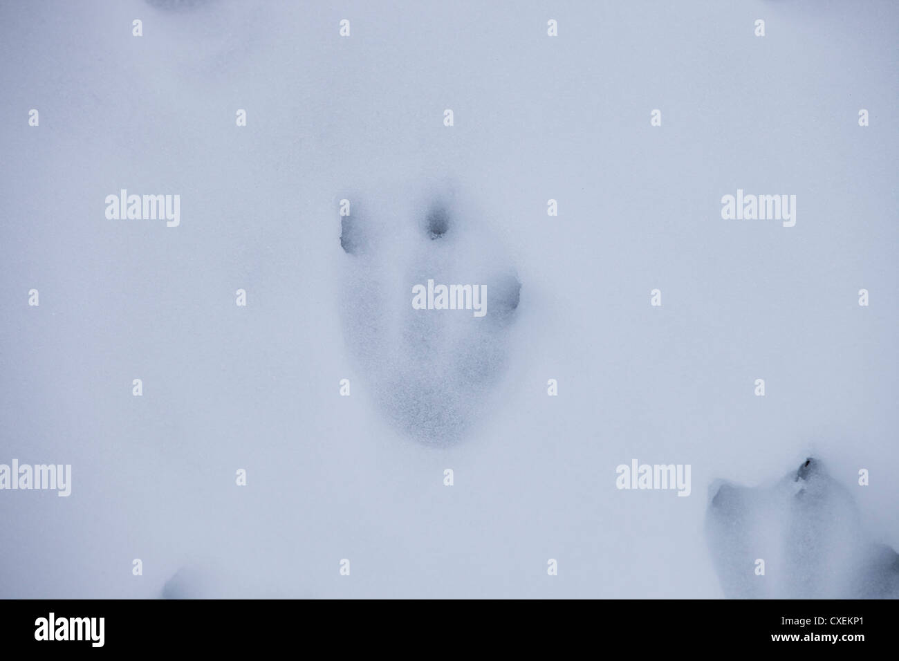 Penguin tracks in the snow on Godthul, South Georgia Island Stock Photo ...