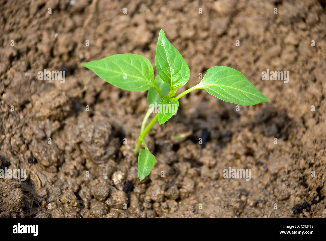 Small sapling of pepper Stock Photo - Alamy