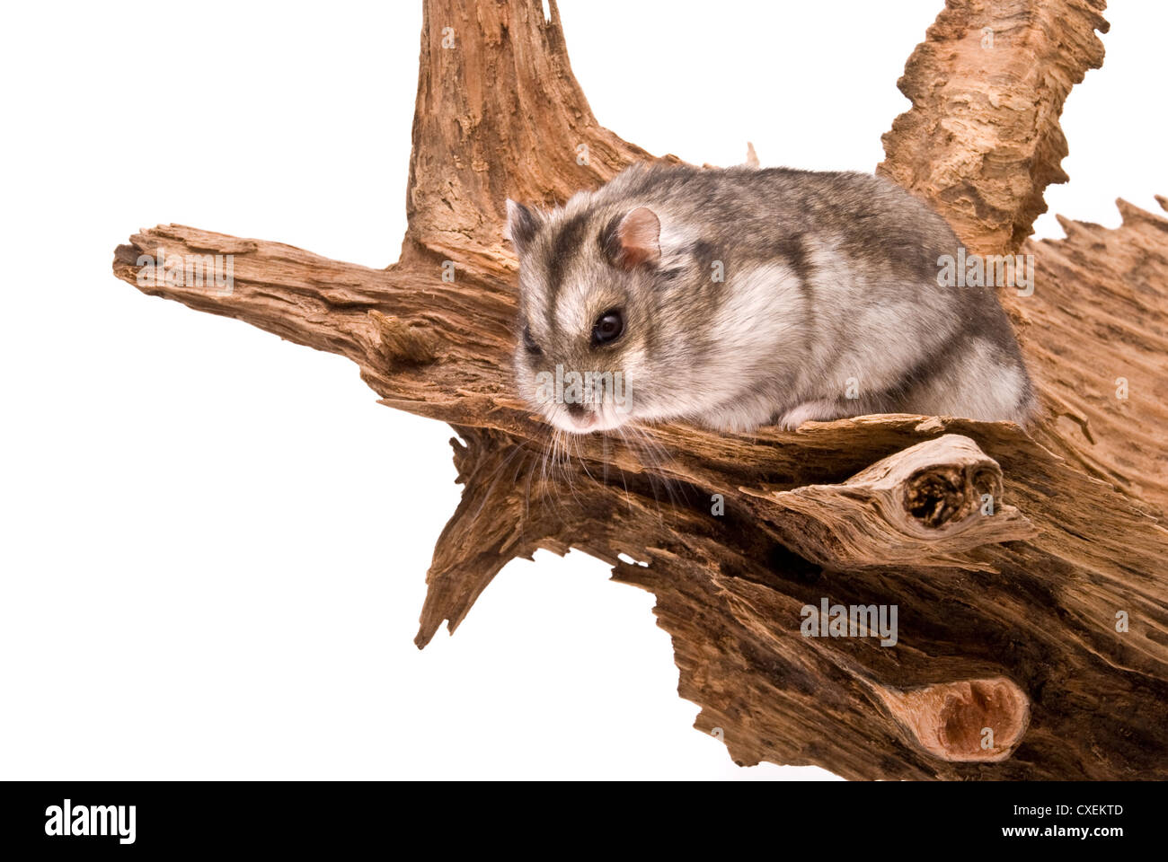 The small hamster sits on a tree Stock Photo - Alamy