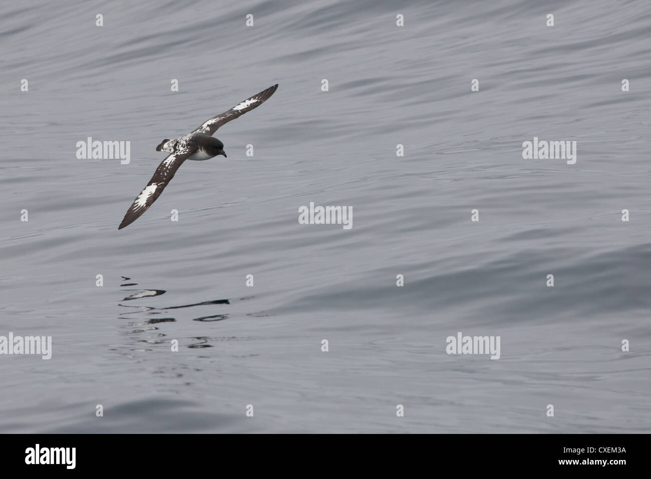 Cape Petrel (Daption capense capense) in flight over the Scotia Sea ...