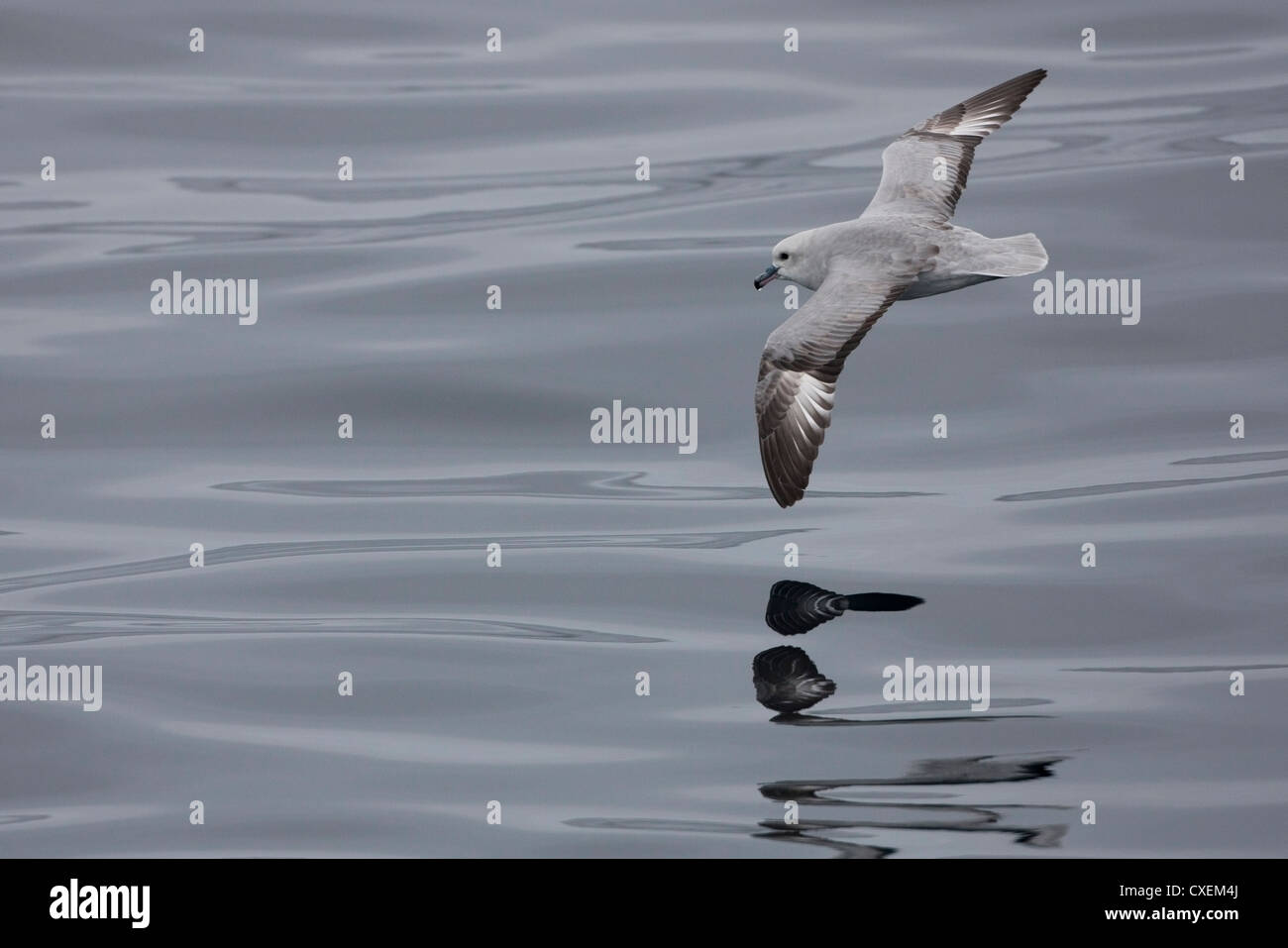 Southern Fulmar (Fulmarus glacialoides) in flight over the Scotia Sea ...