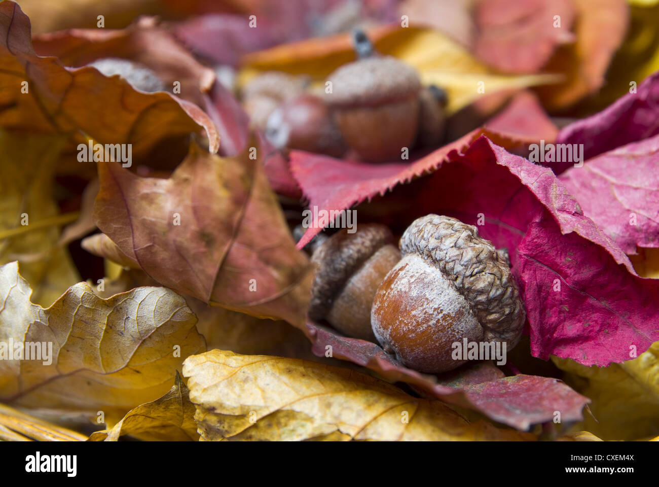 acorns with autumn leaves Stock Photo - Alamy