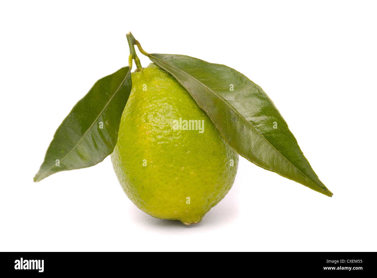 Lime and white background hi-res stock photography and images - Alamy