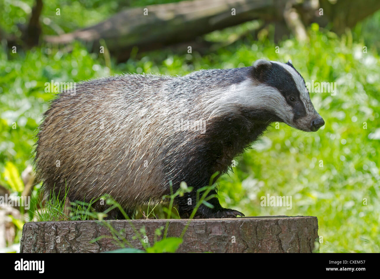 Tejón meles meles hi-res stock photography and images - Alamy