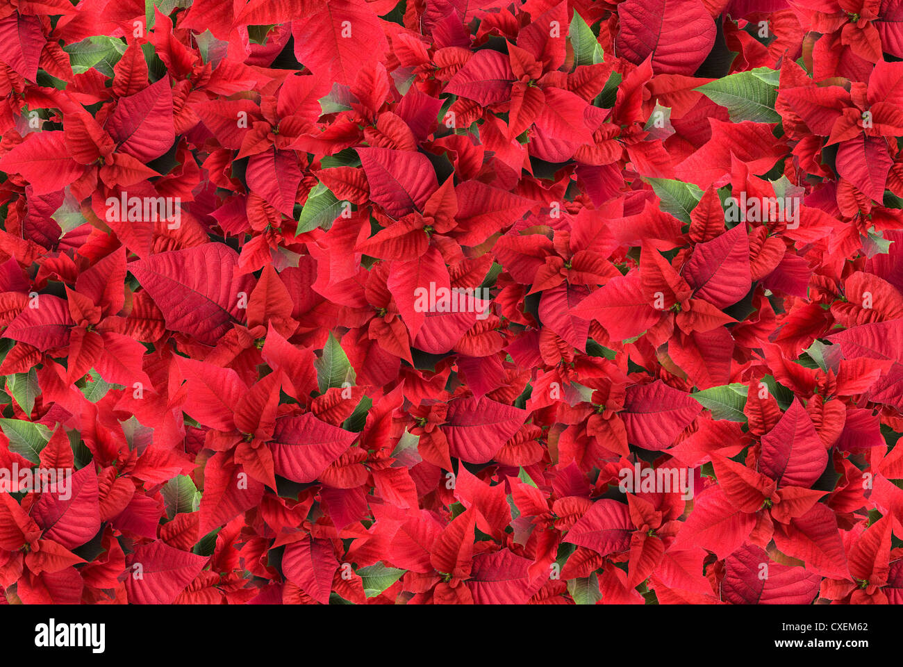 christmas flower background Stock Photo - Alamy