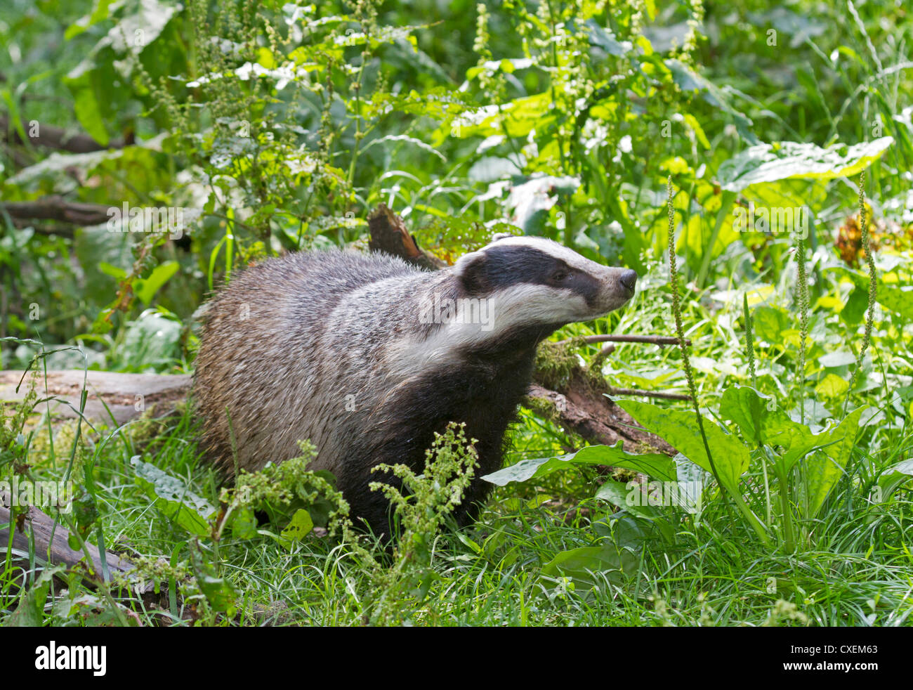 European badger (Meles meles Stock Photo - Alamy