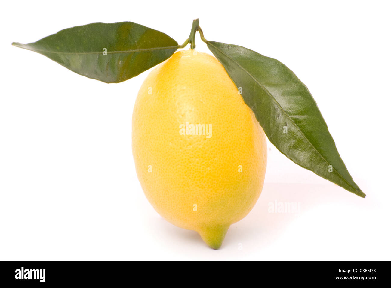 Lemon color background hi-res stock photography and images - Alamy
