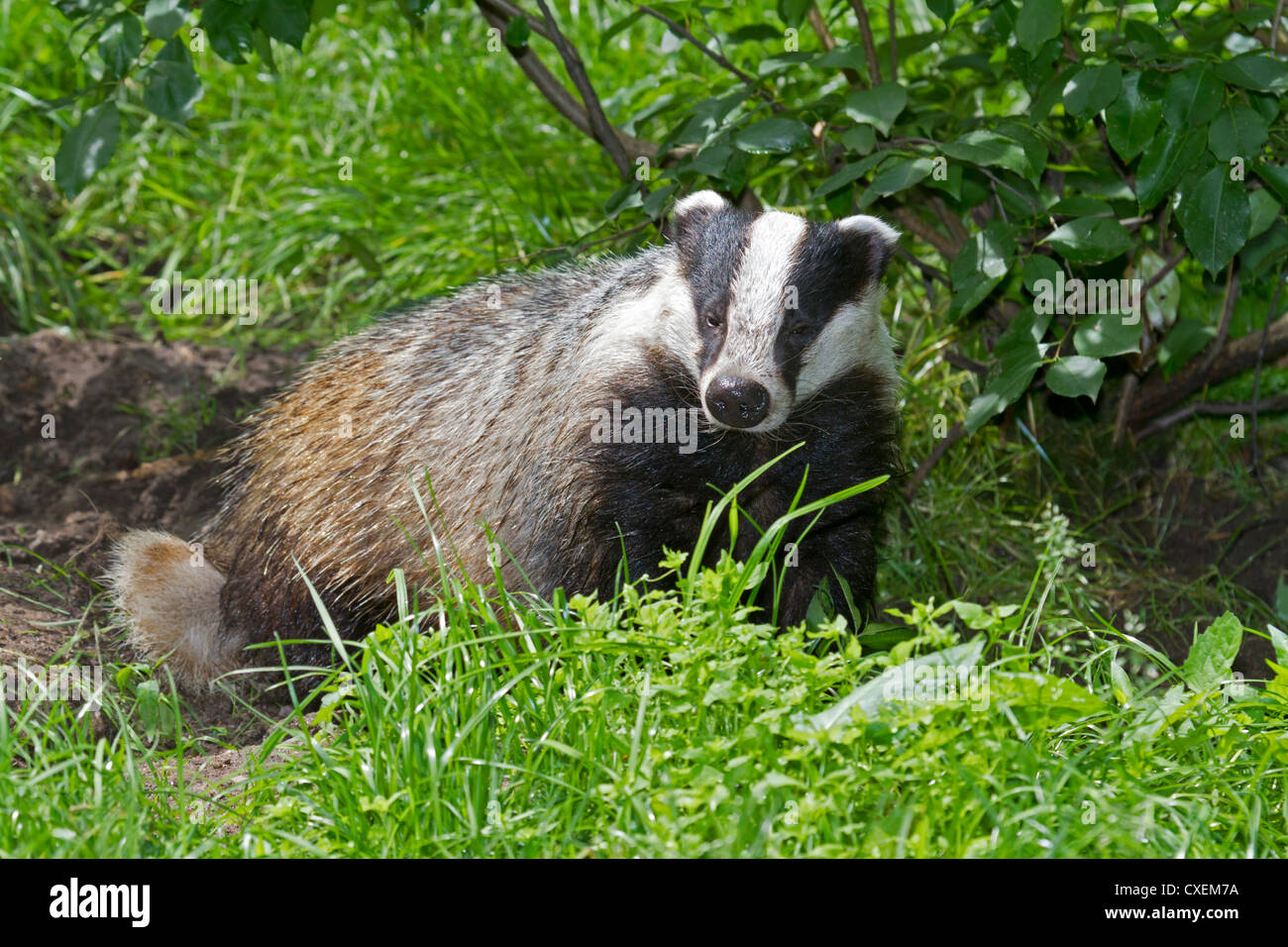 European badger (Meles meles Stock Photo - Alamy