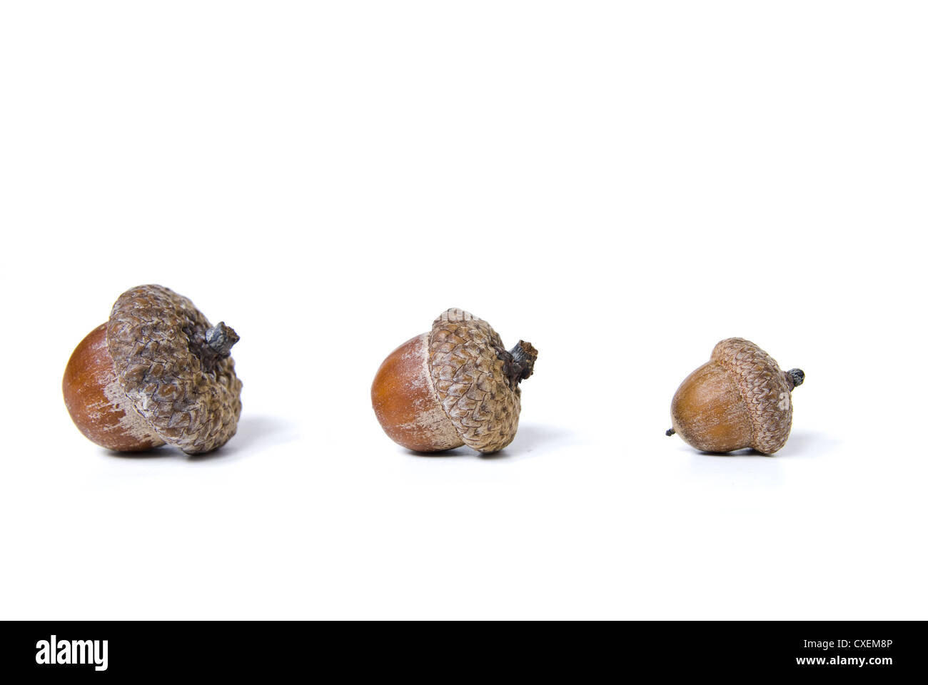 acorns isolated on white Stock Photo - Alamy