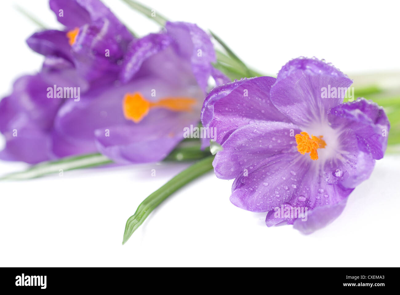 crocus bouquet with water drops isolated on white Stock Photo - Alamy