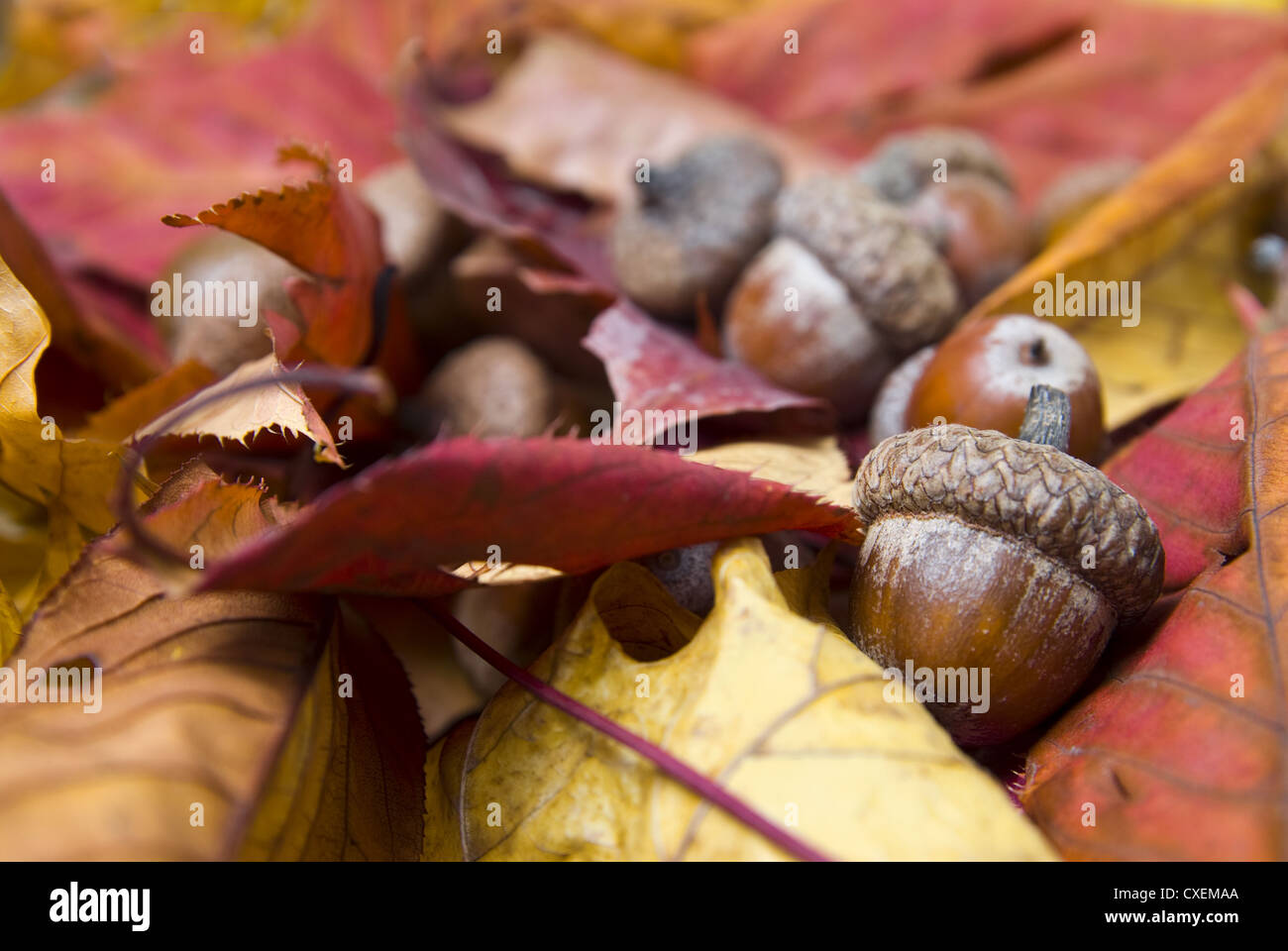 acorns with autumn leaves Stock Photo - Alamy