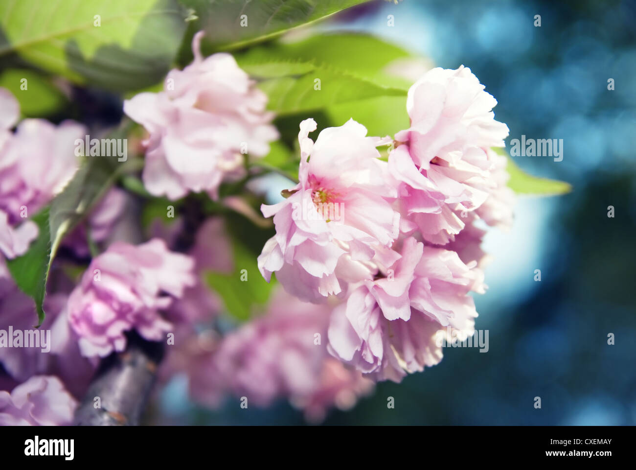 spring blossom of purple sakura Stock Photo - Alamy