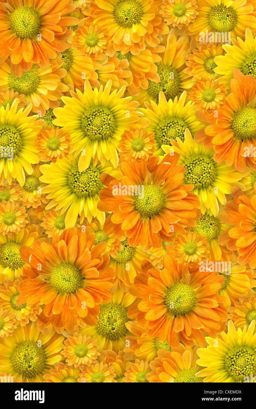 Yellow flowers background Stock Photo - Alamy