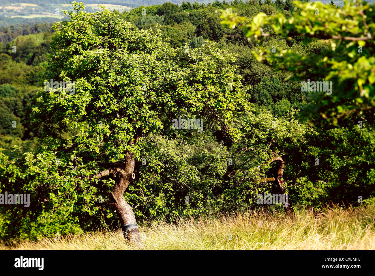 Pasture apple tree hi-res stock photography and images - Alamy