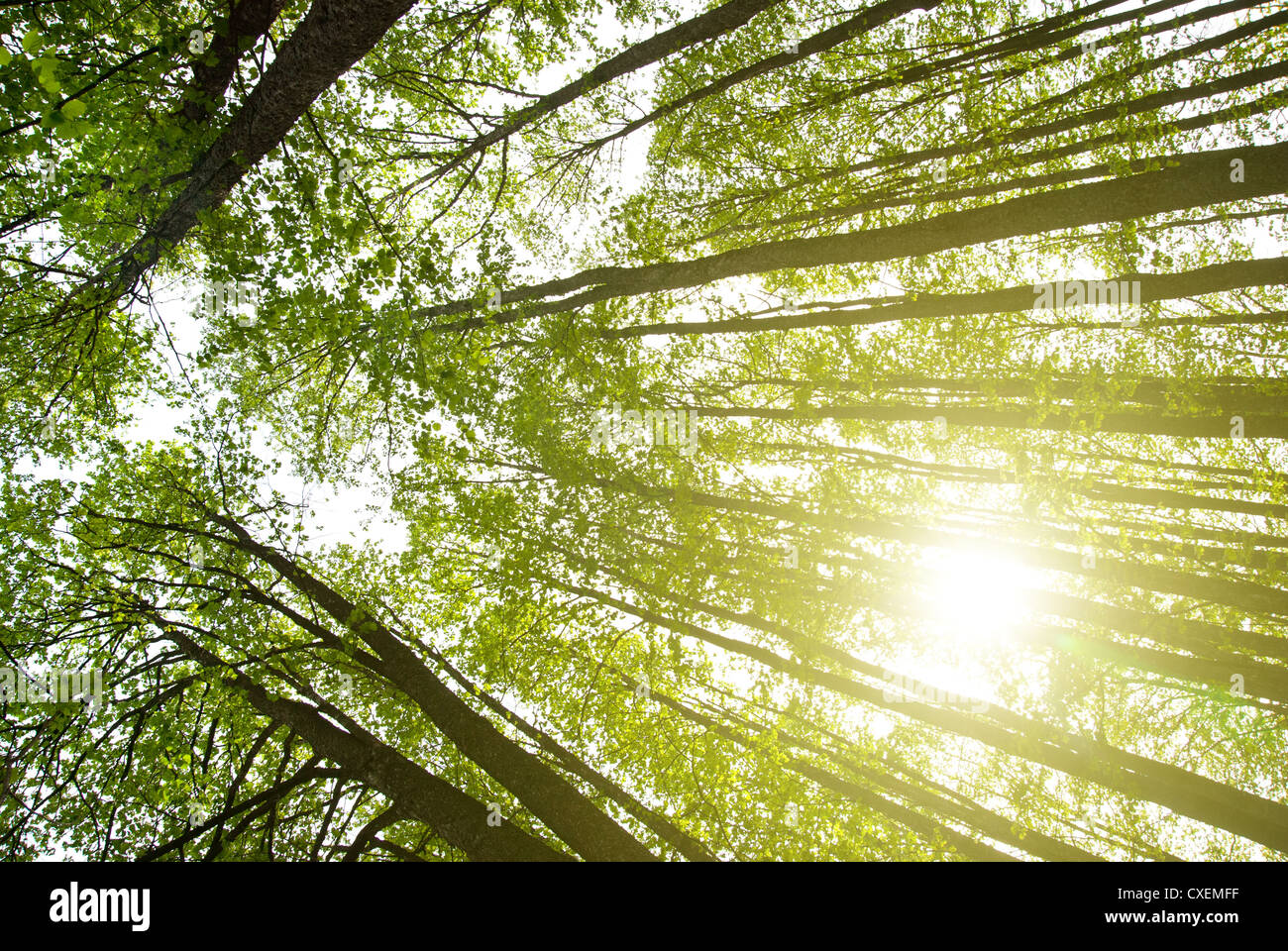 sun in forest Stock Photo - Alamy