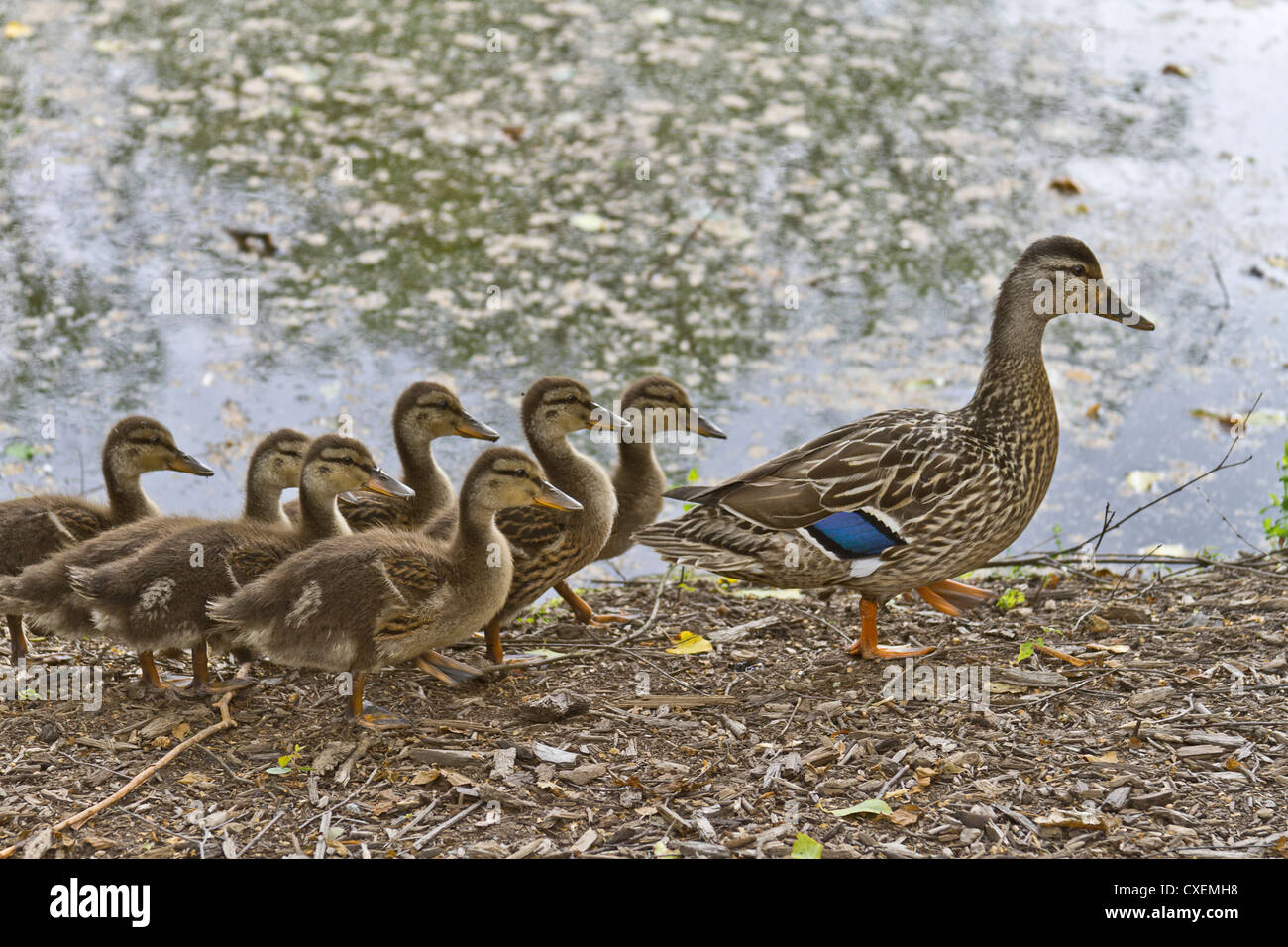 Ducklings Following Mother Stock Photos & Ducklings Following Mother ...