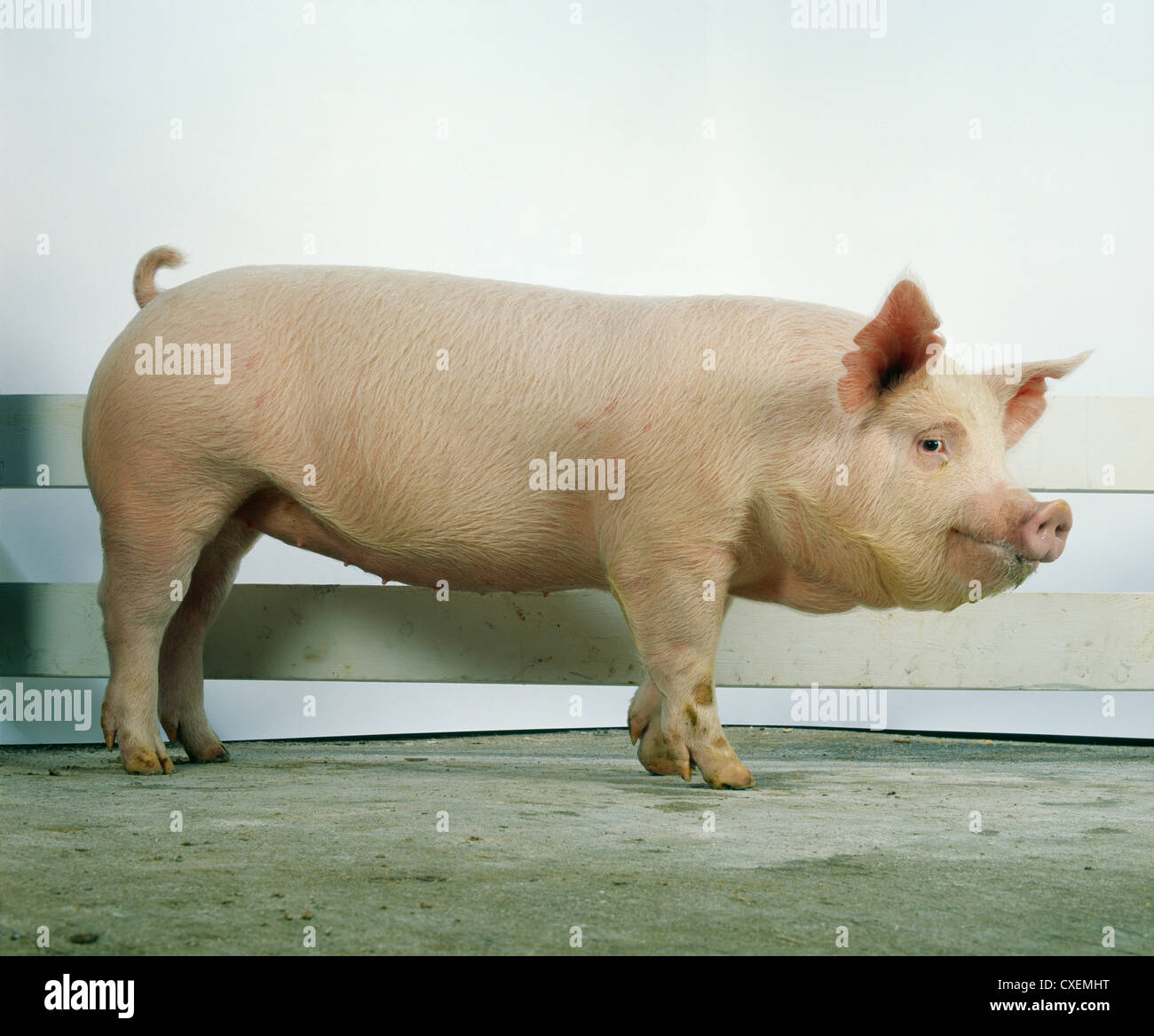 Market hog side view hi-res stock photography and images - Alamy