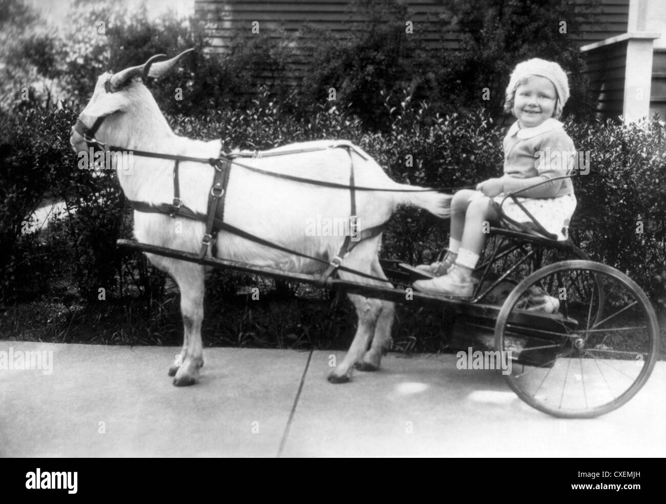Little Girl Riding in Goat Cart, Circa 1926 Stock Photo - Alamy