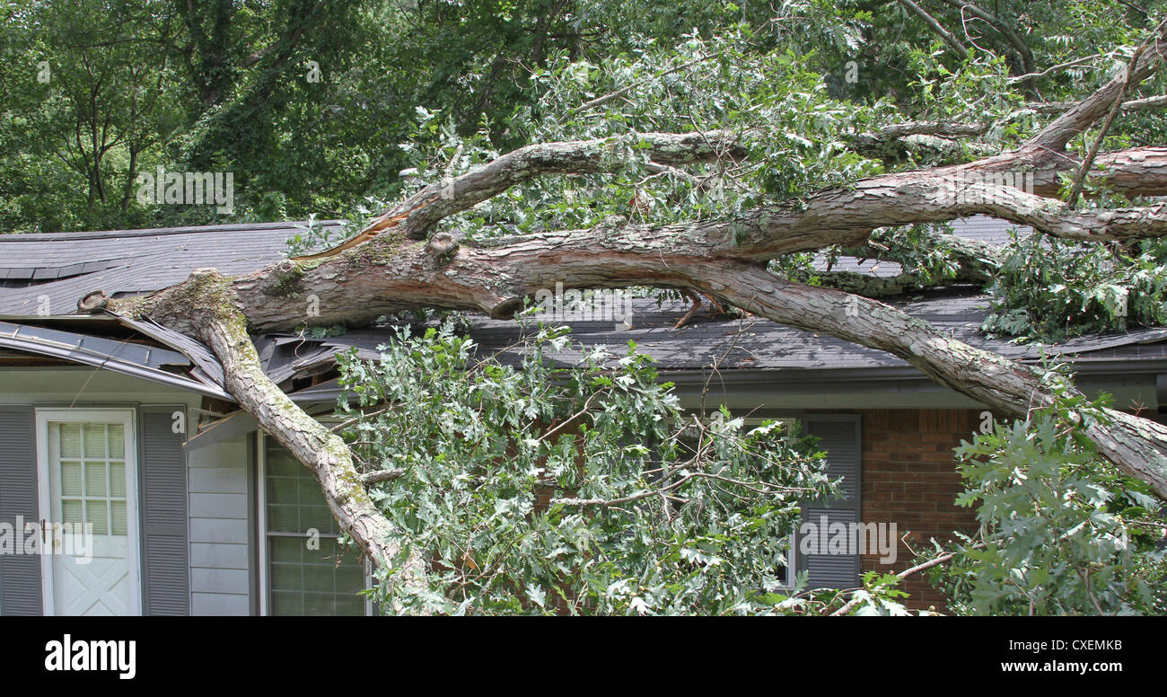 Roof Crushed By Fallen Tree High Resolution Stock Photography and ...