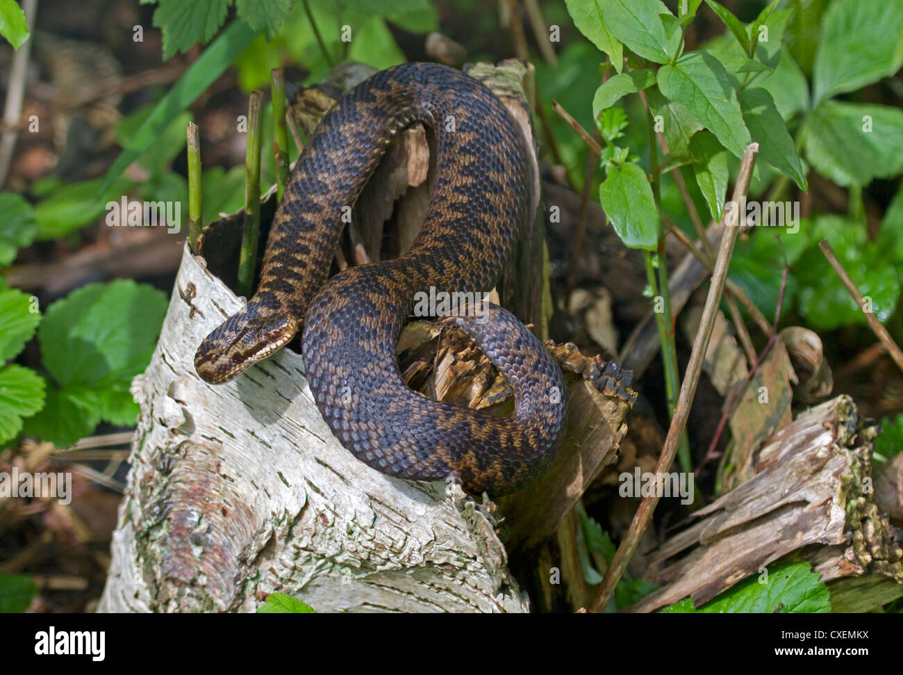 Kreuzottern hi-res stock photography and images - Alamy