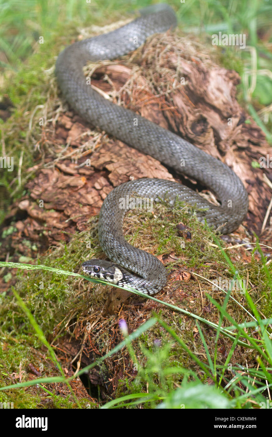 Grass snake / Natrix natrix Stock Photo - Alamy
