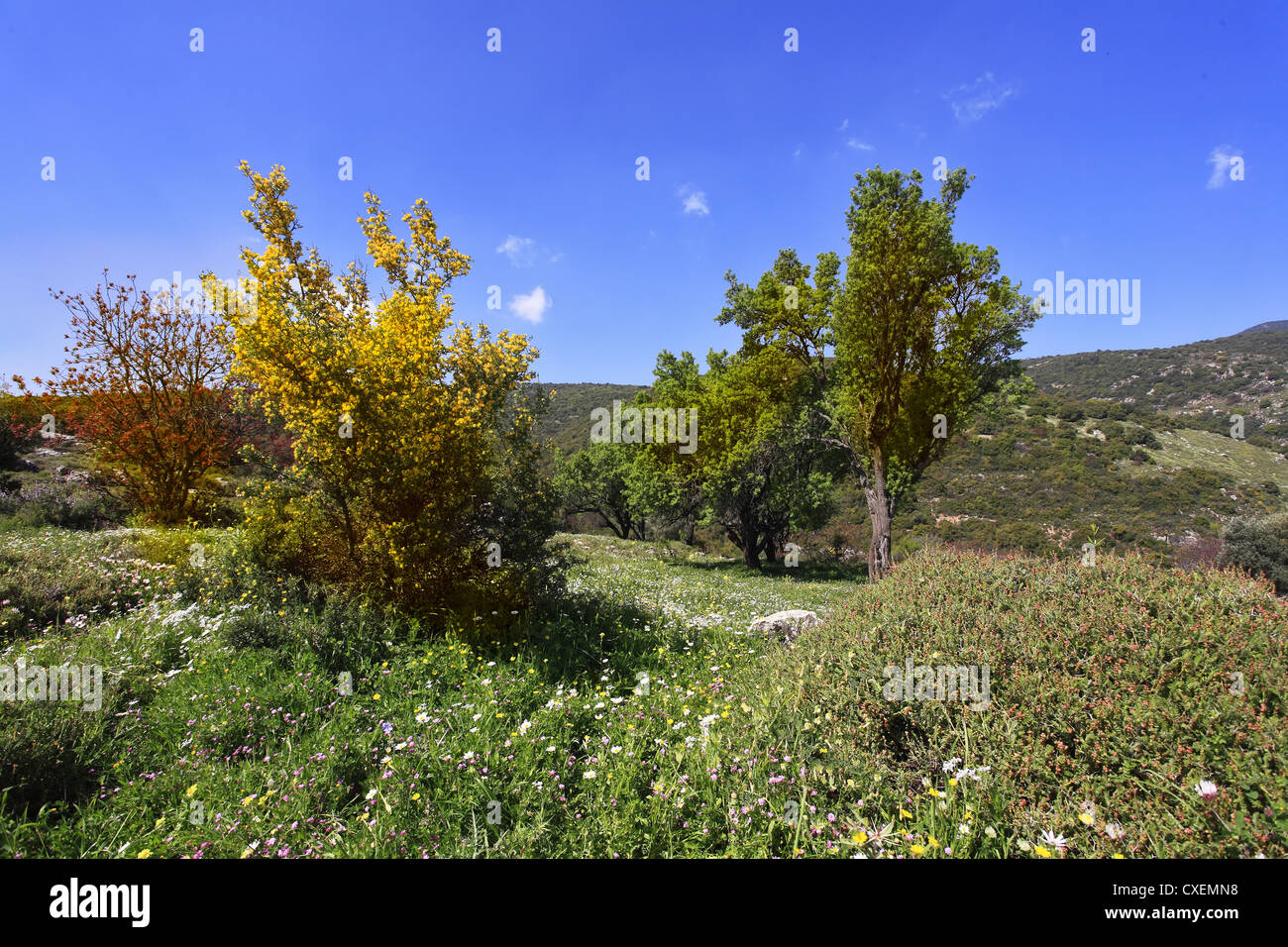 Meron hi-res stock photography and images - Alamy