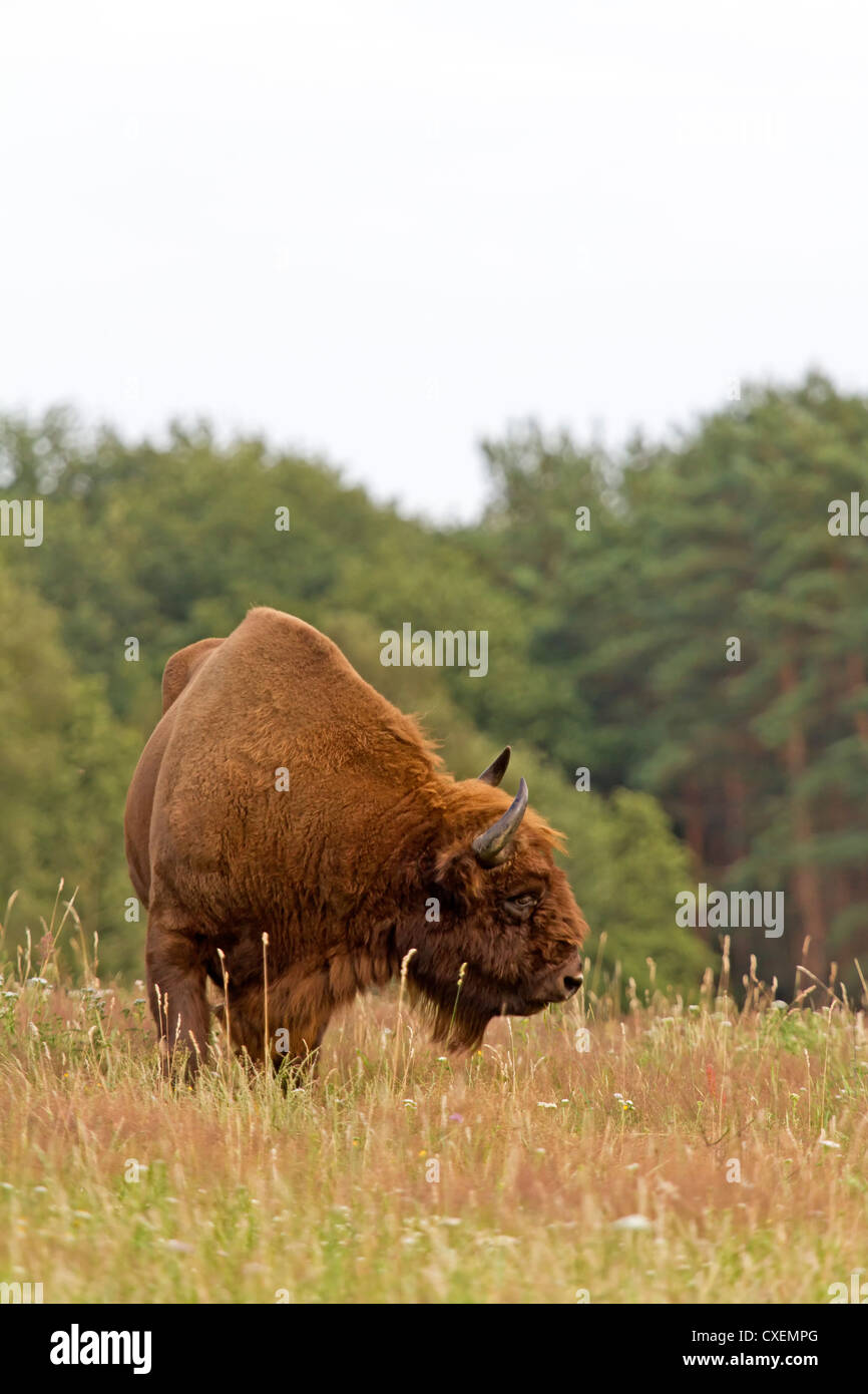 European bison / Bison bonasus Stock Photo - Alamy