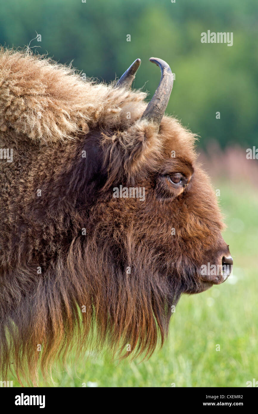 European bison / Bison bonasus Stock Photo - Alamy