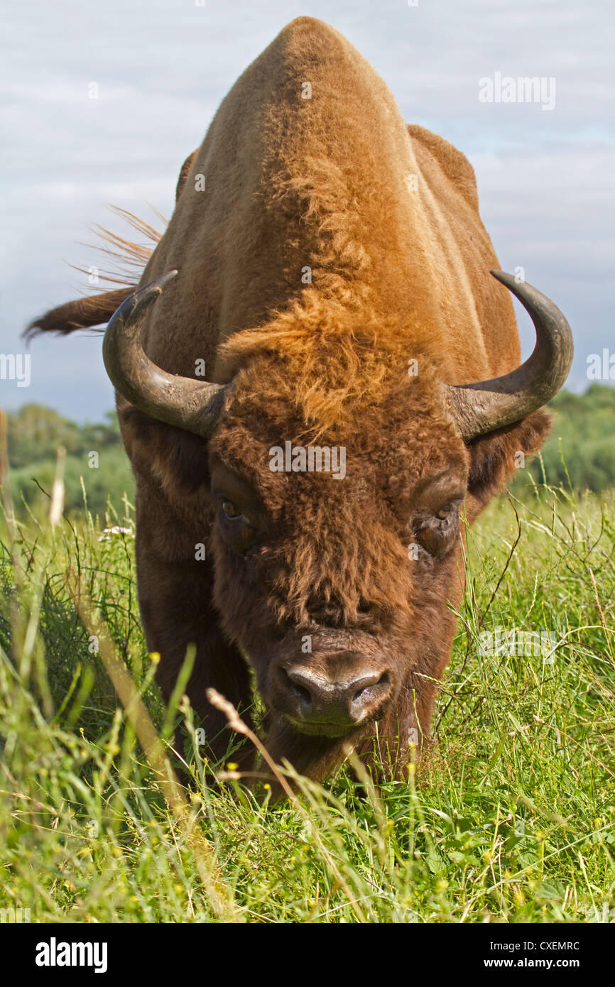 European bison / Bison bonasus Stock Photo - Alamy