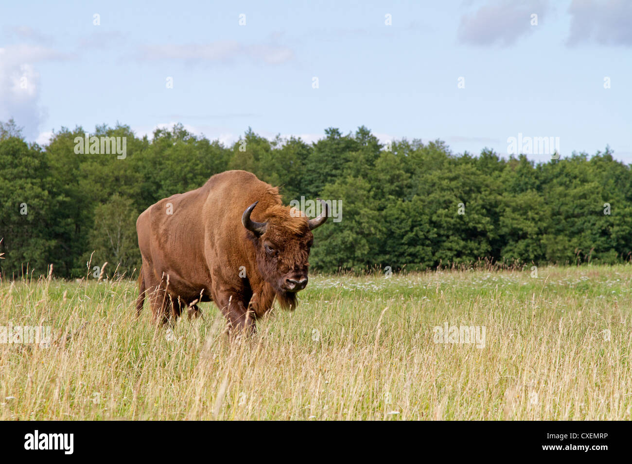 European bison / Bison bonasus Stock Photo - Alamy