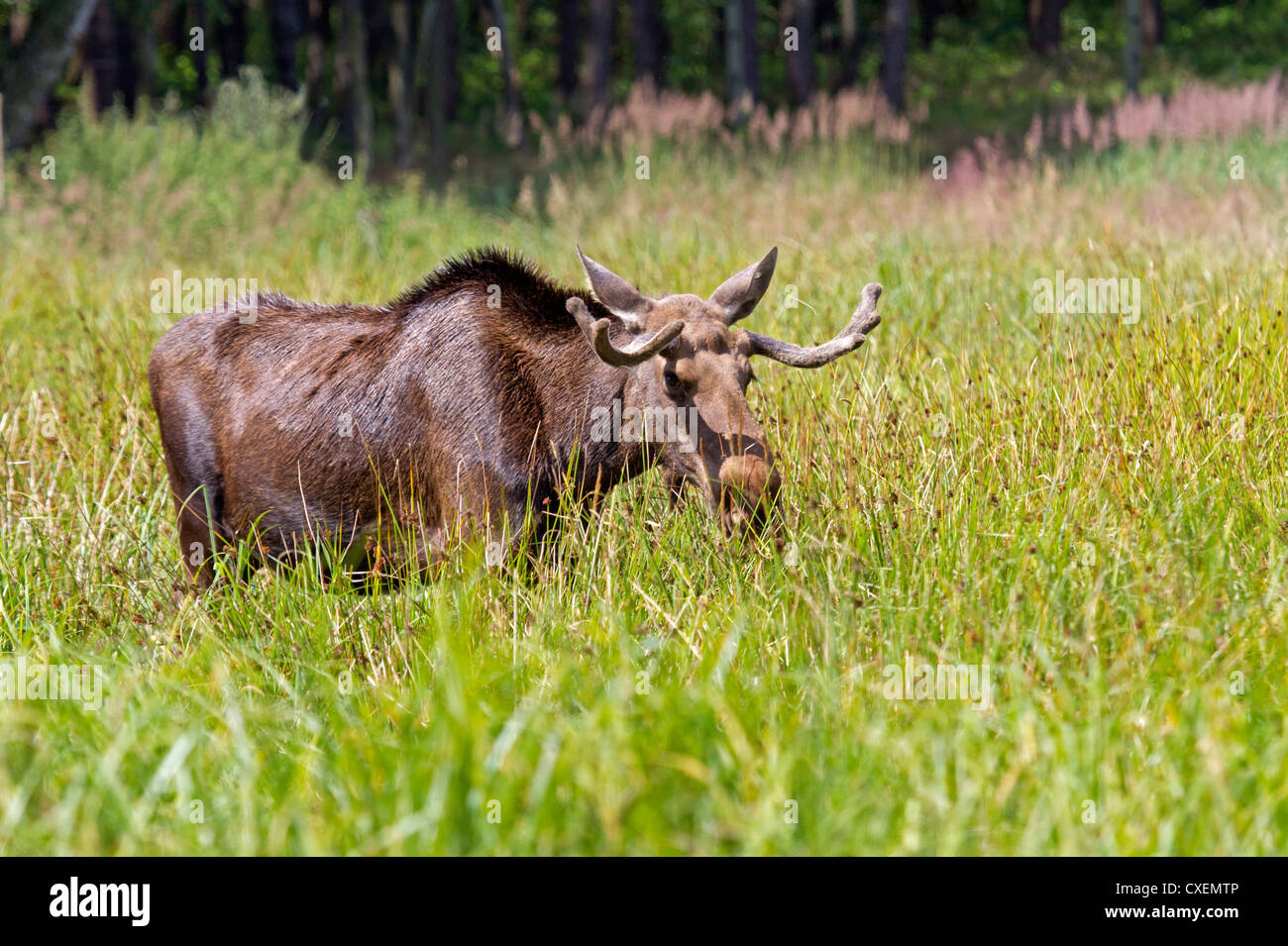 Moose / Alces alces Stock Photo - Alamy