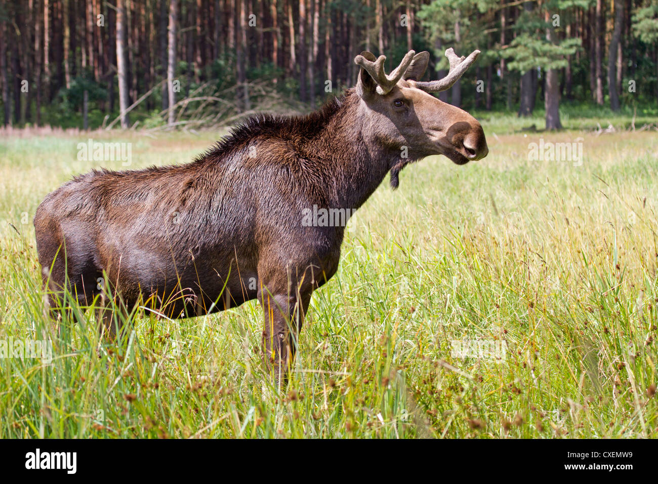 Alce moose alces alces hi-res stock photography and images - Alamy