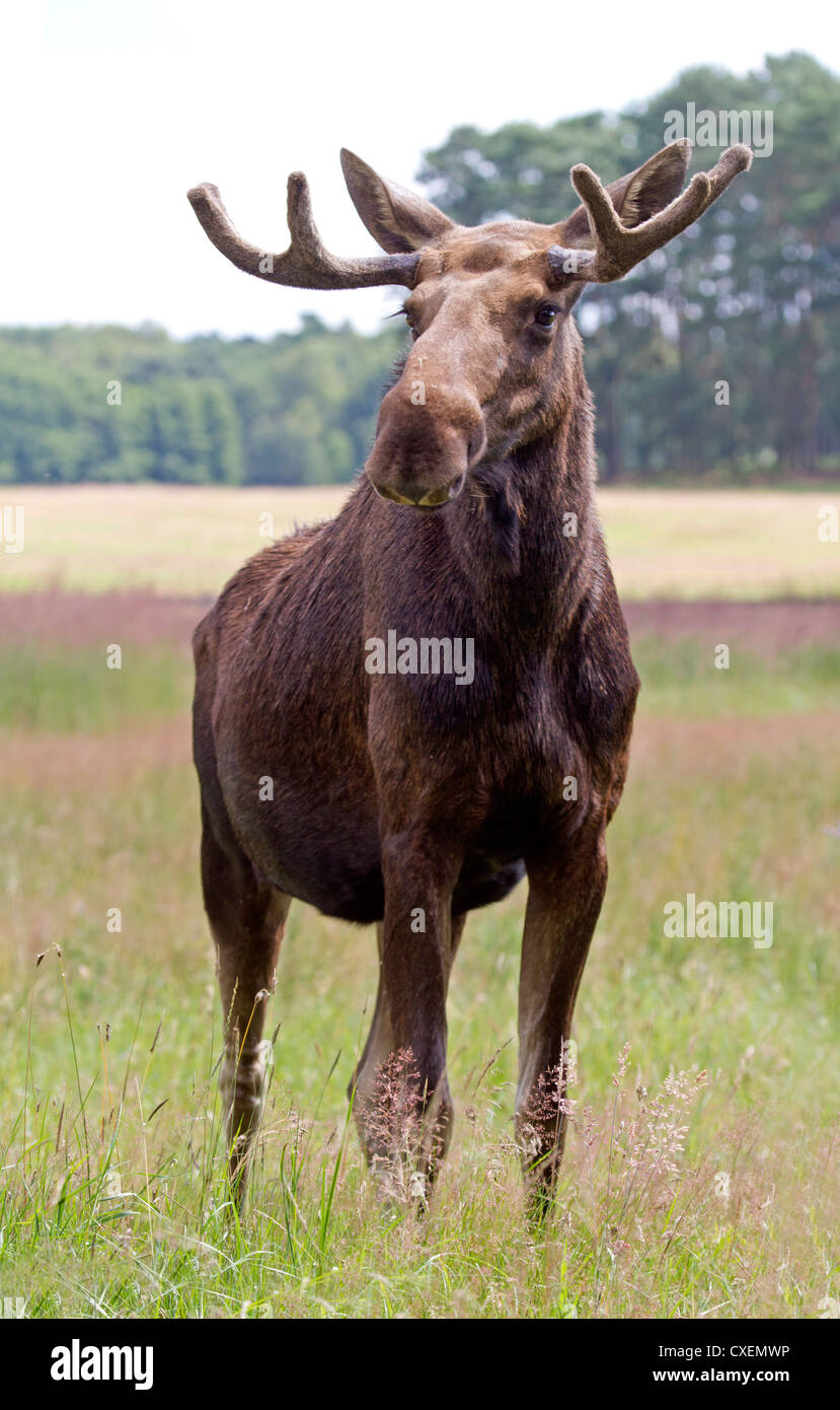 Moose / Alces alces Stock Photo - Alamy