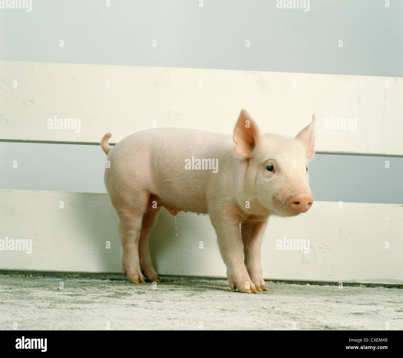 How Old Is Piglet