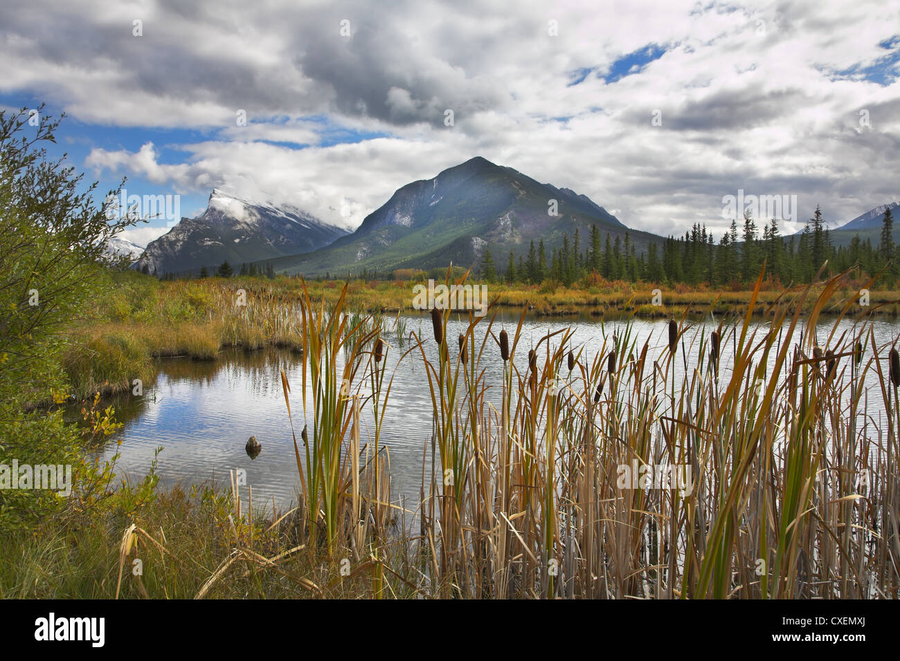 Bog land hi-res stock photography and images - Alamy