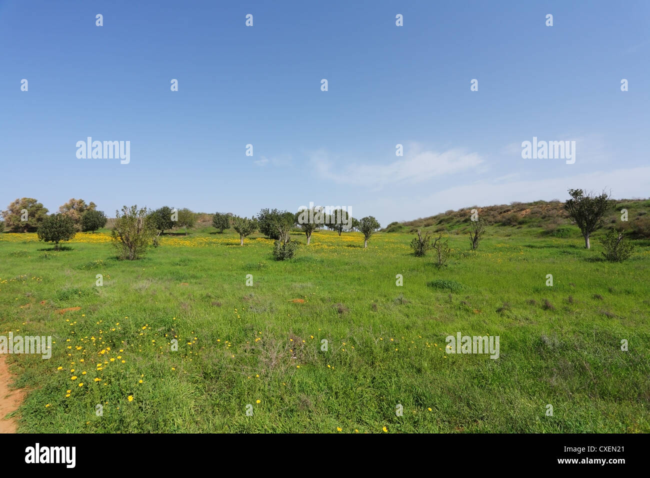 Spring in Israel Stock Photo - Alamy