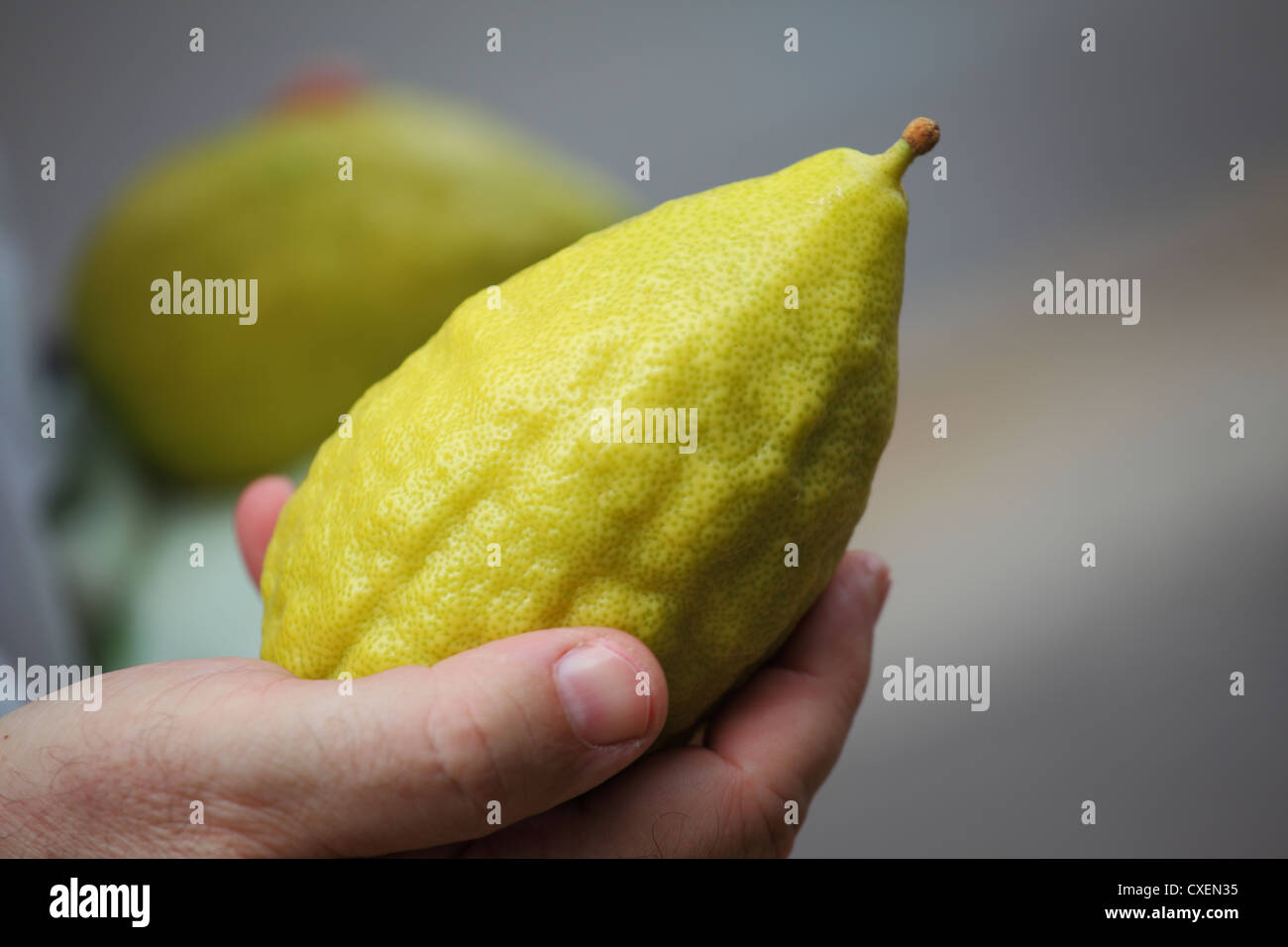 Hand holding citrus Stock Photo - Alamy