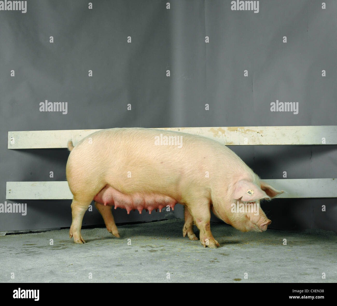 Sow good hi-res stock photography and images - Alamy