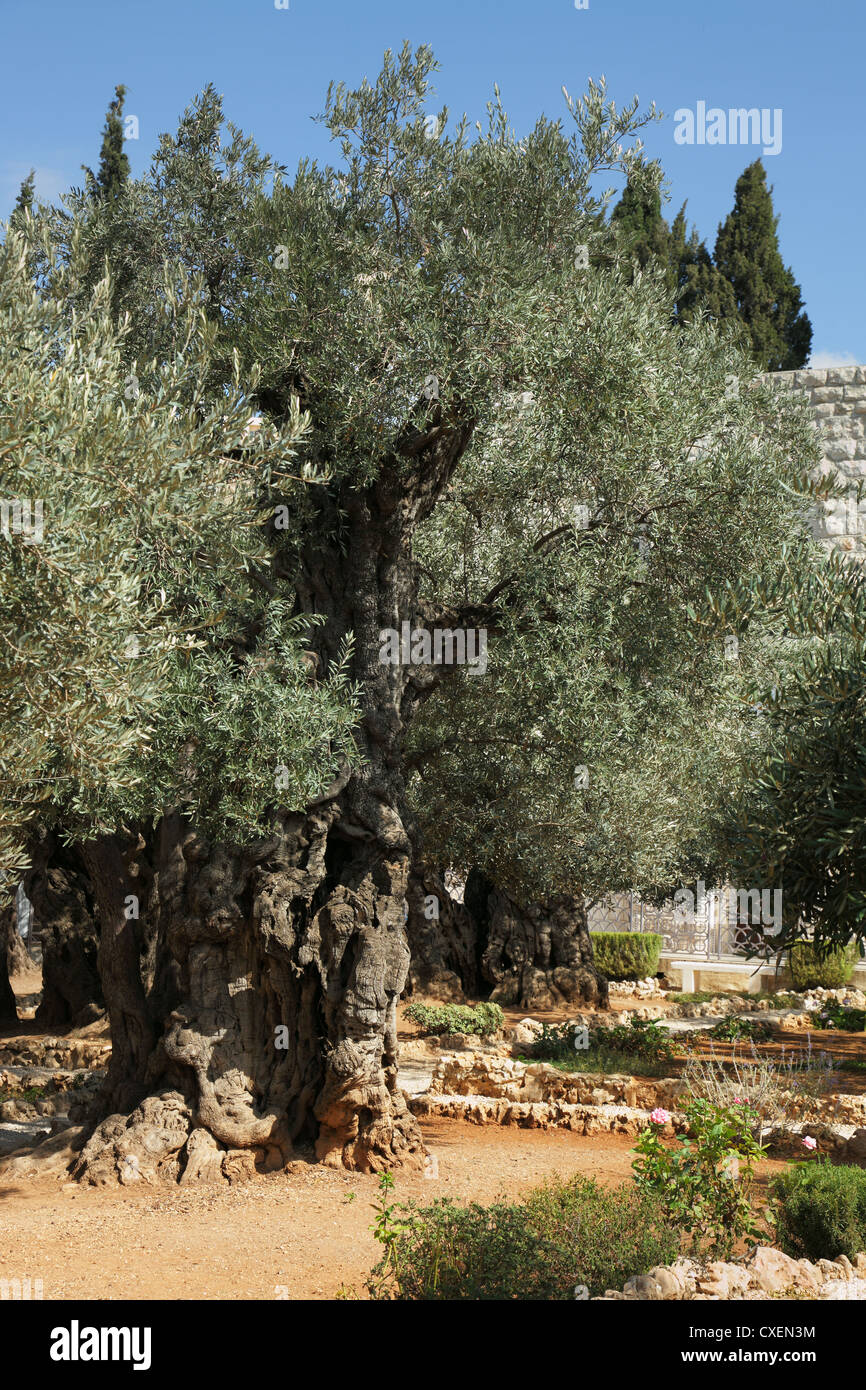 Olive tree ancient jerusalem hi-res stock photography and images - Alamy