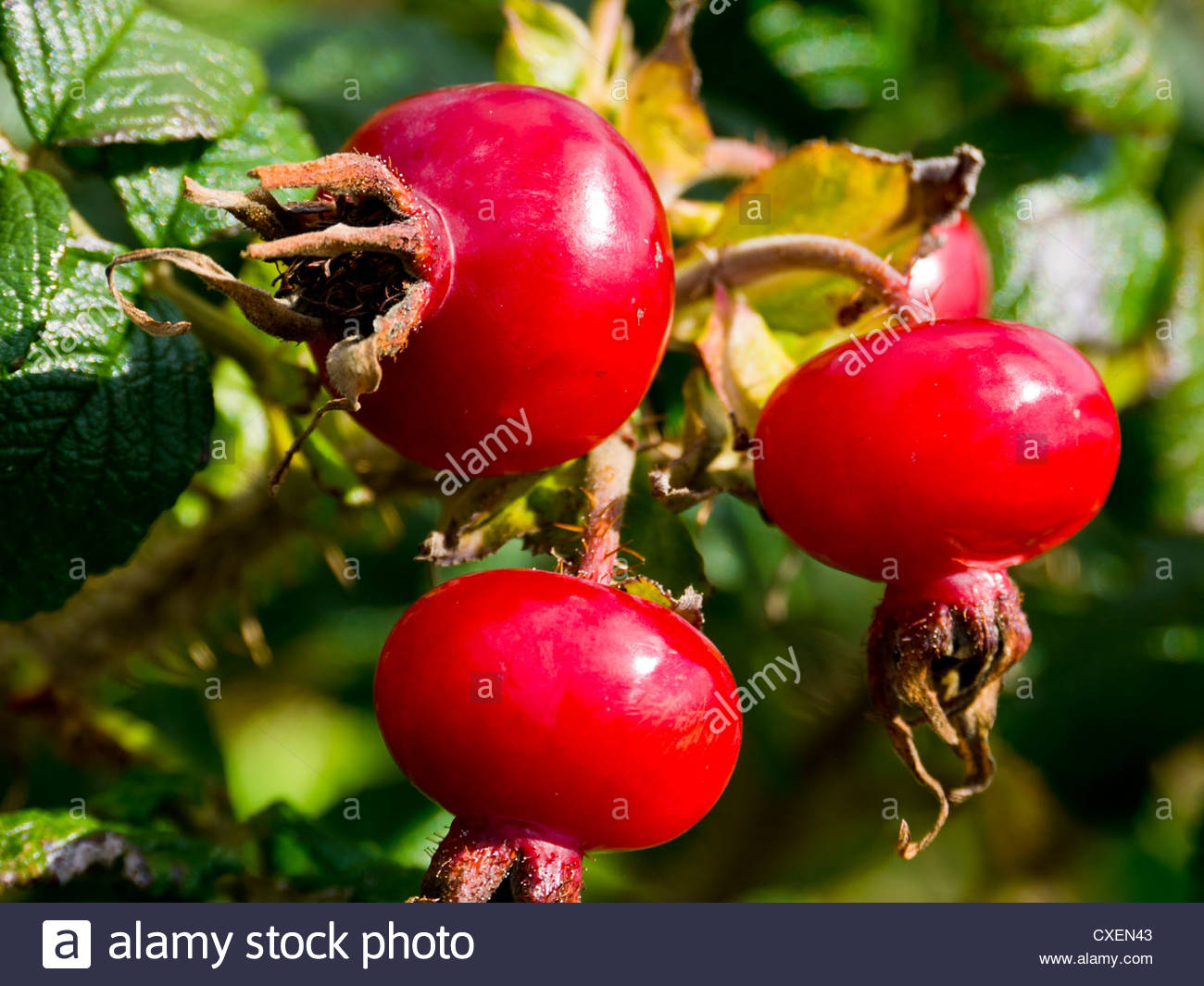Hampshire Rose Stock Photos & Hampshire Rose Stock Images - Alamy